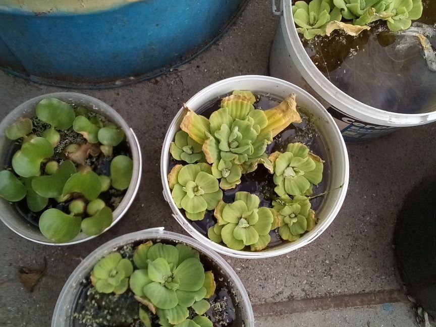 Водные растения