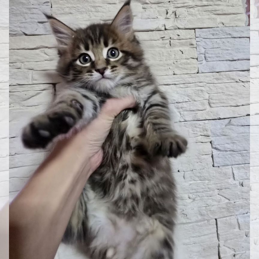 Мейн-кун котёнок
