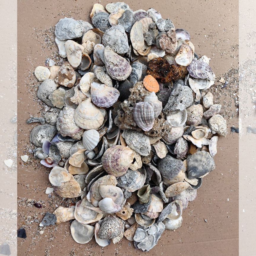 Морские ракушки с окаменелостями