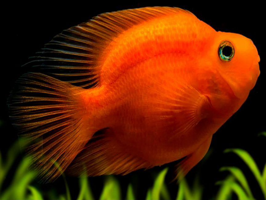 Попугай красный, желтый