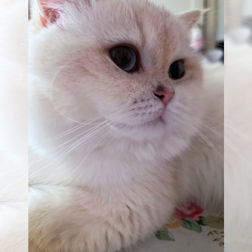 Вязка свадьба с Британским котом Золотая шиншилла