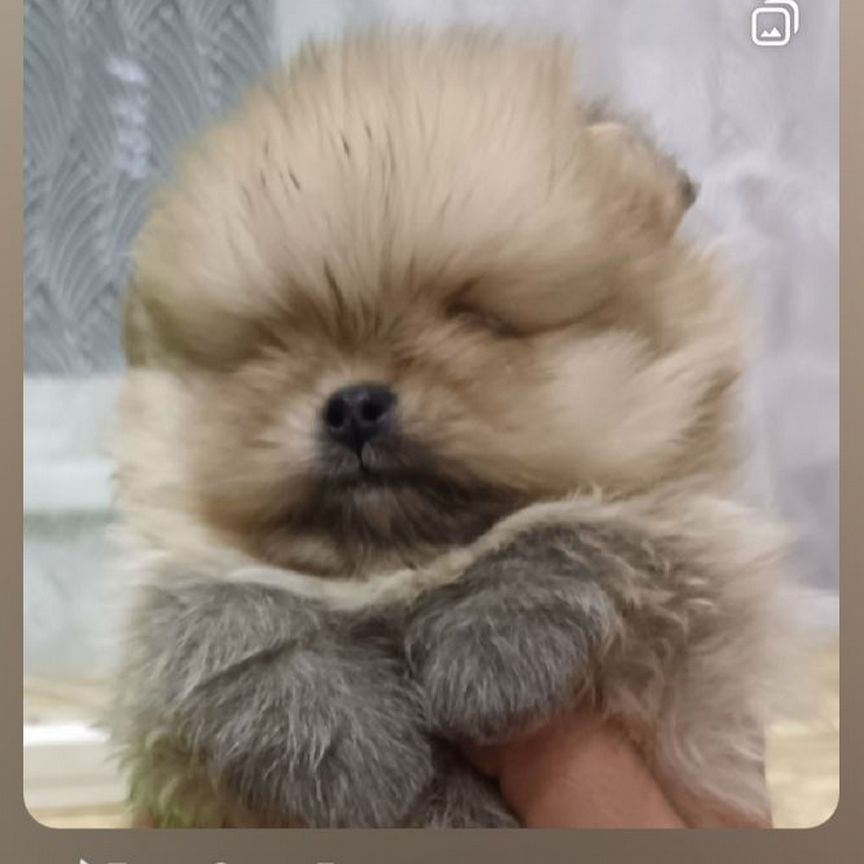 Померанский шпиц, щенок