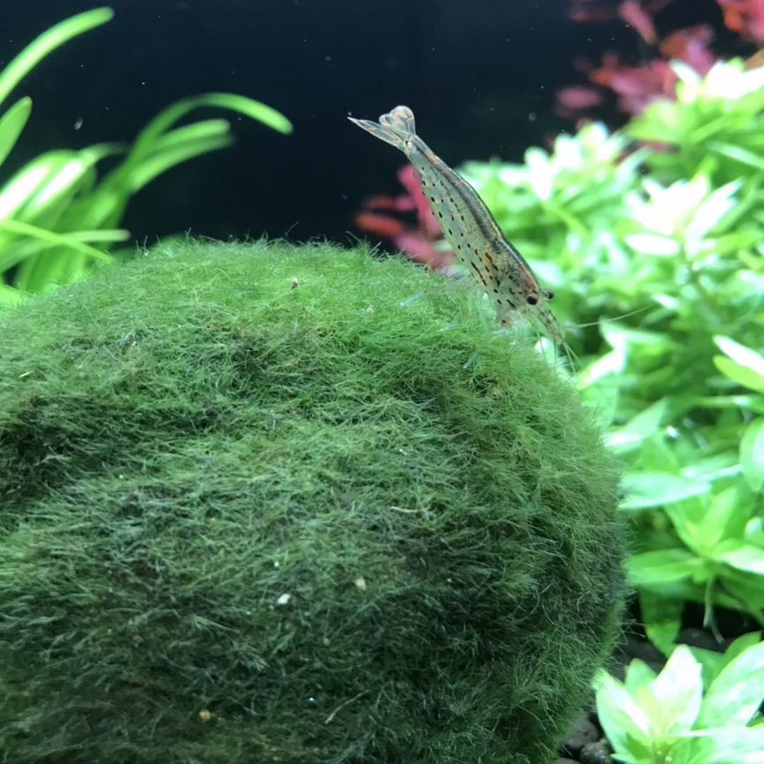 Аквариумные растения