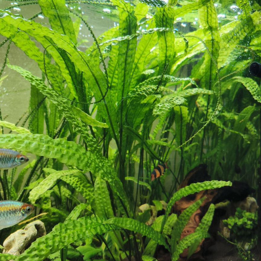 Криптокорина апоногетонолистная