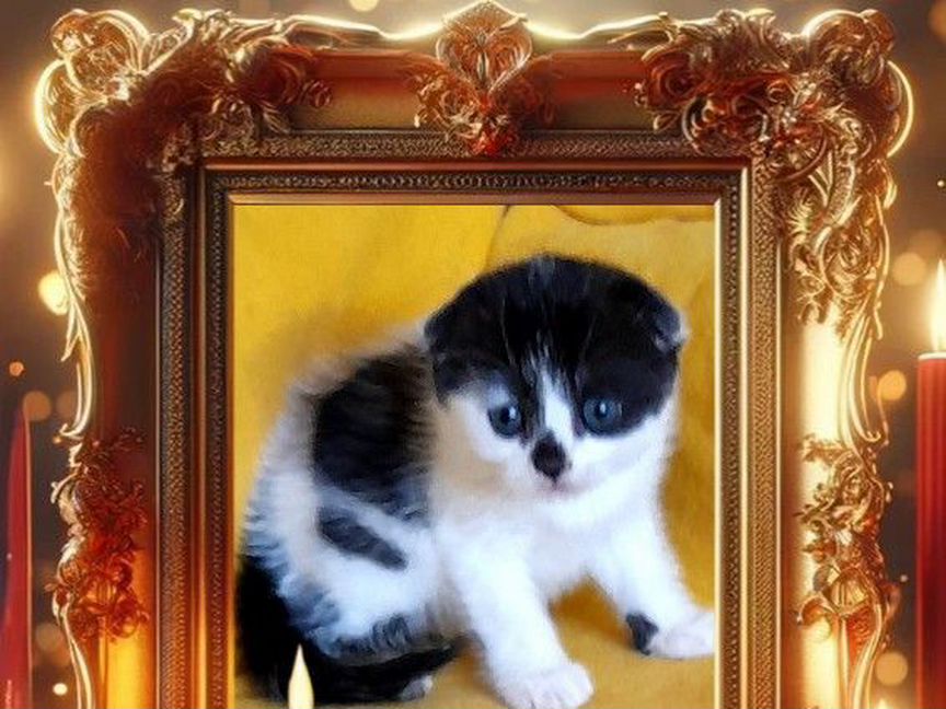 Шотландские вислоушки 1,5 месяца