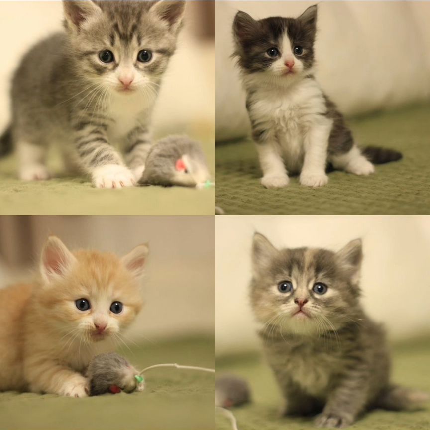 Котята счастье в дом