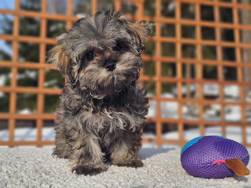 Щенки мальтипу f1 мини