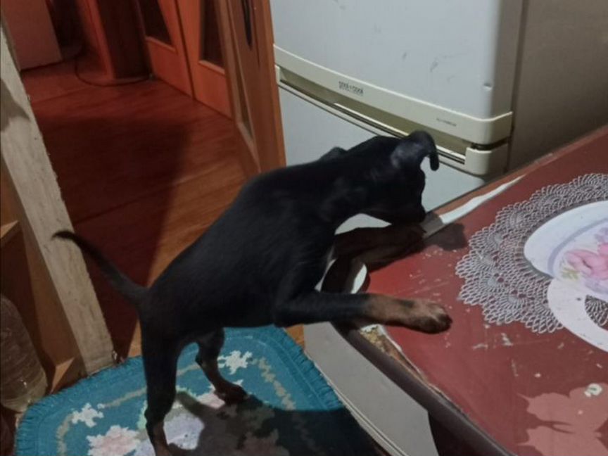 Мини той терьер