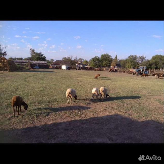 Дорперы тексель