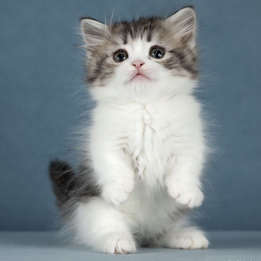 Манчкин кот