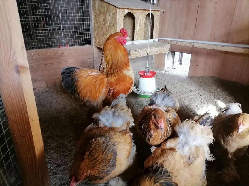 Брама палевая