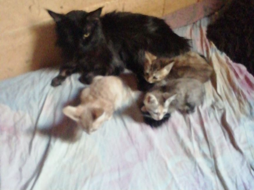 Котята меин кун метисы