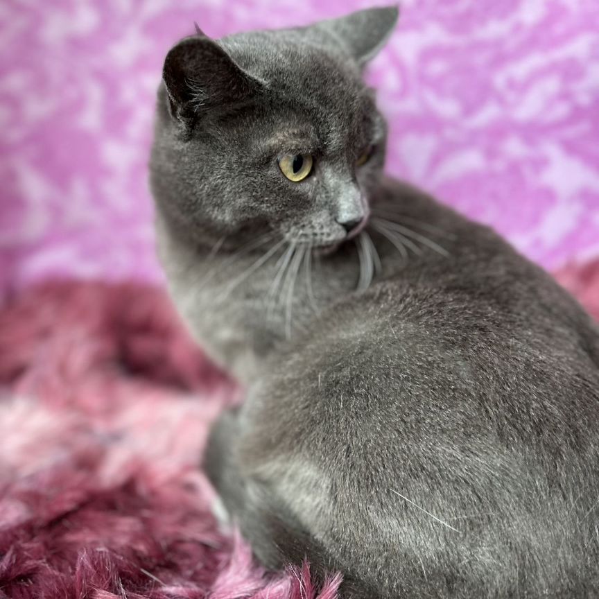 Кошки в добрые руки