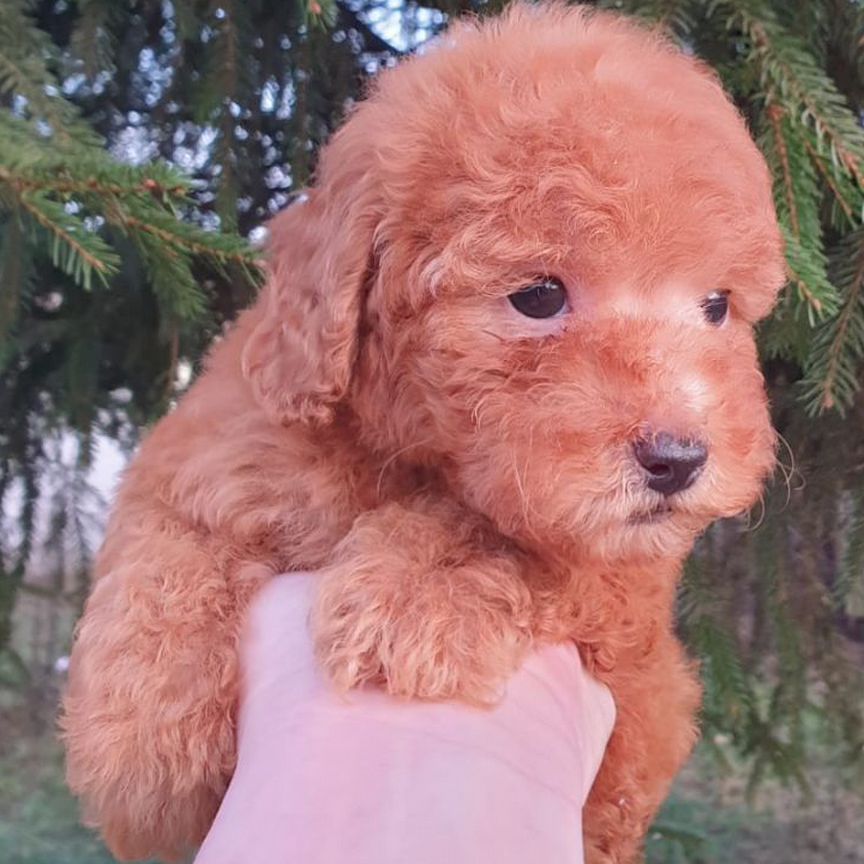 Пудель, щенок