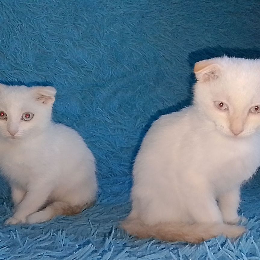 Вислоухие котята