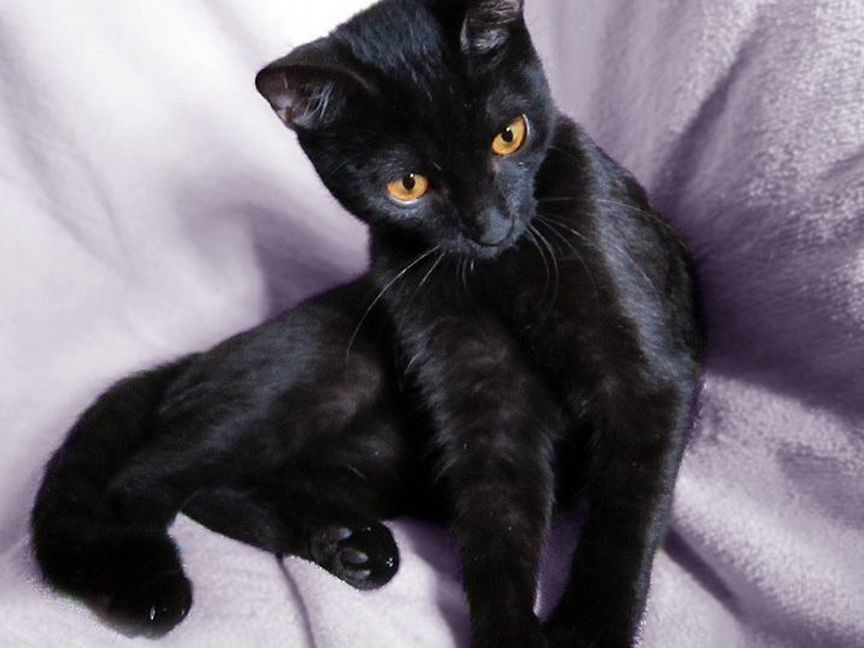 Ласковый котенок - подросток ищет дом