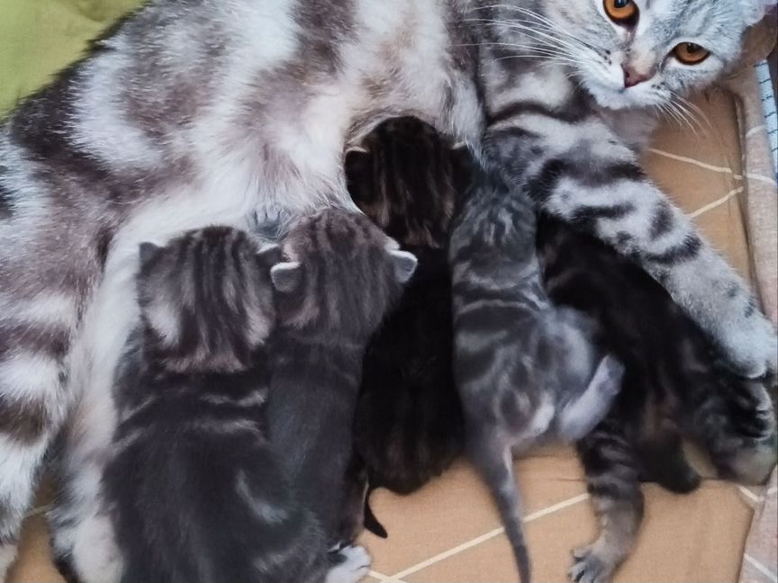 Шотландские вислоухие котята