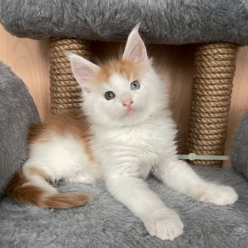 Мейн-кун котёнок