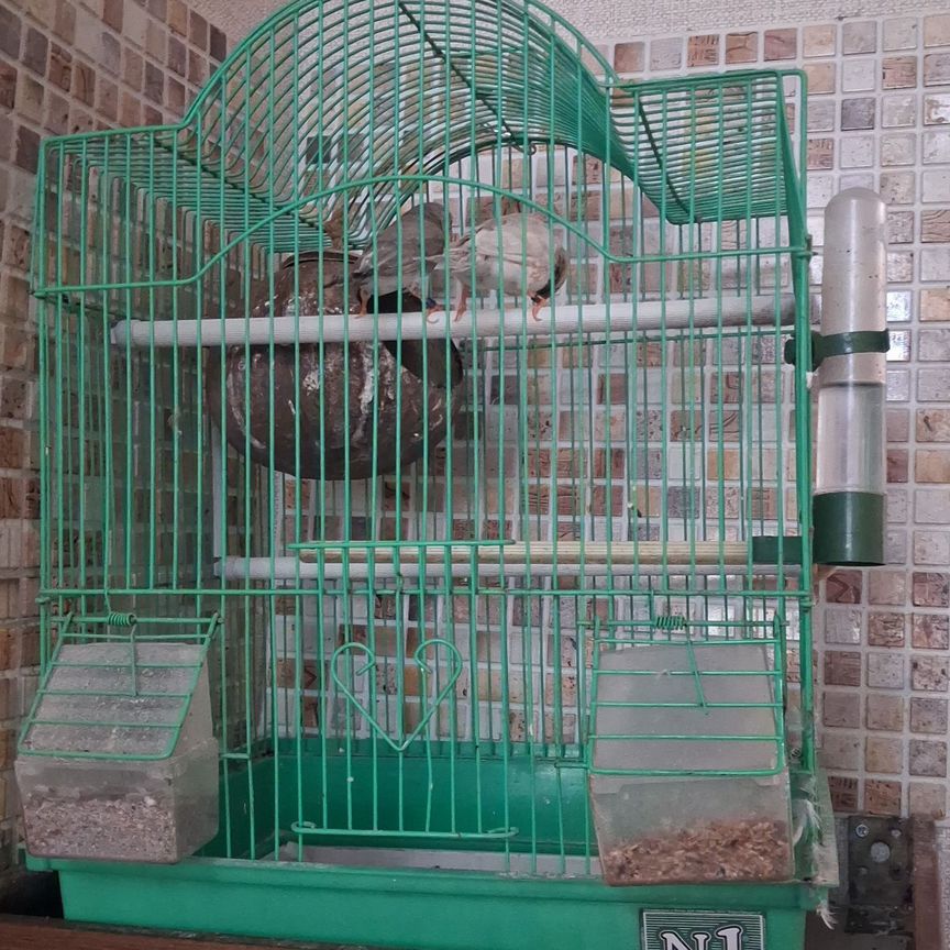 Продам певчих птичек Амадины