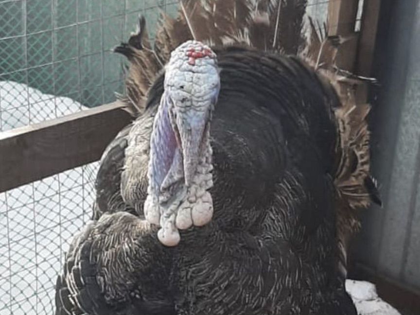 Обмен индюка на равноценного