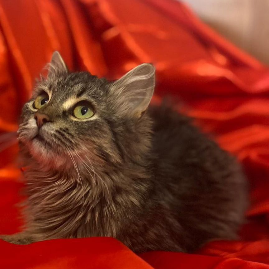 Котик
