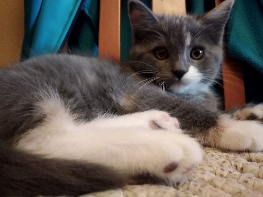 Кошечка