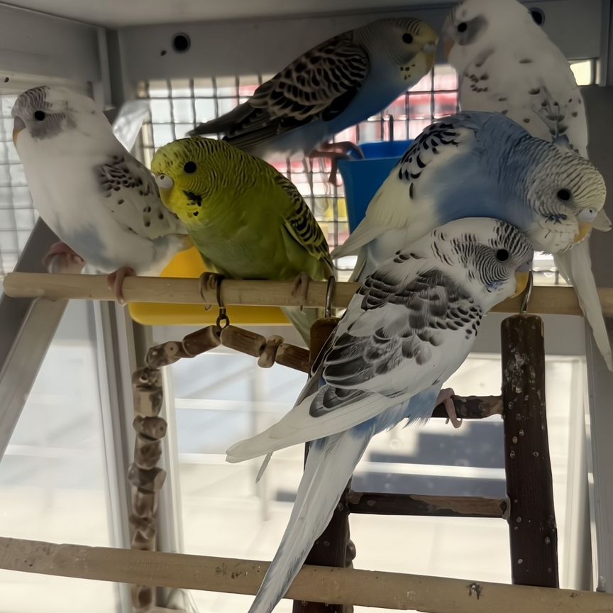 Волнистые попугай птенцы