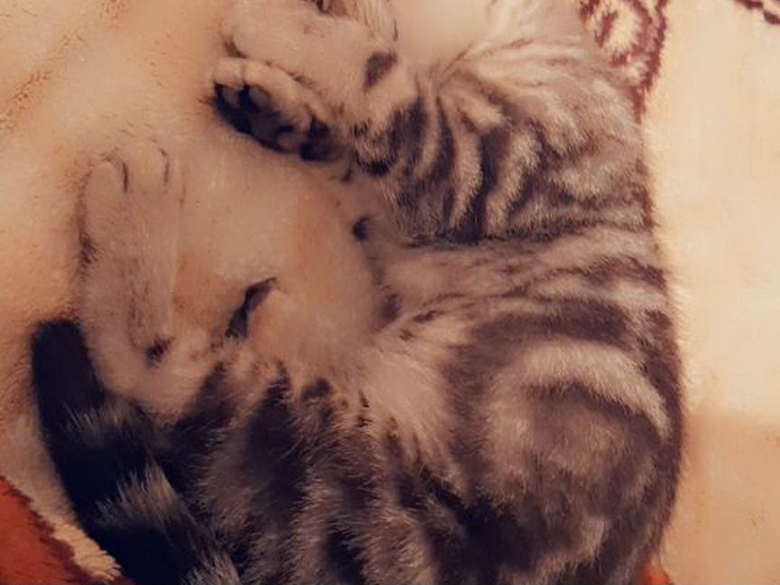 Кошка вислоухие