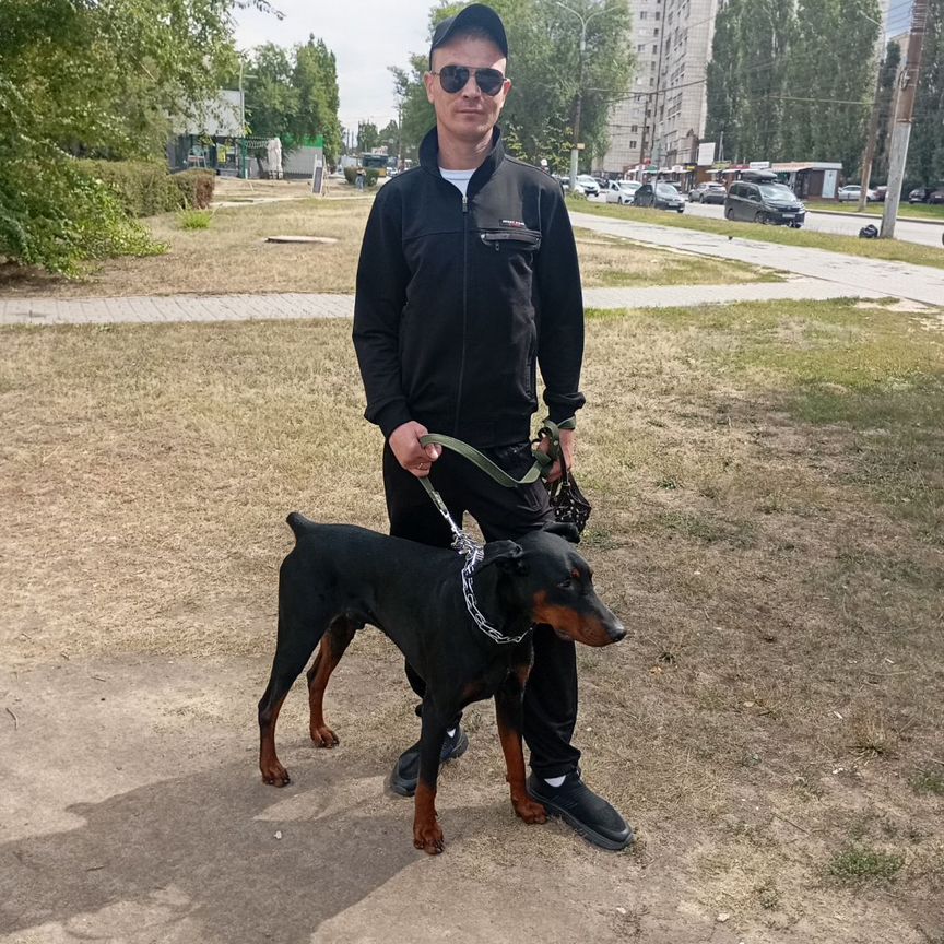 Доберман- вязка