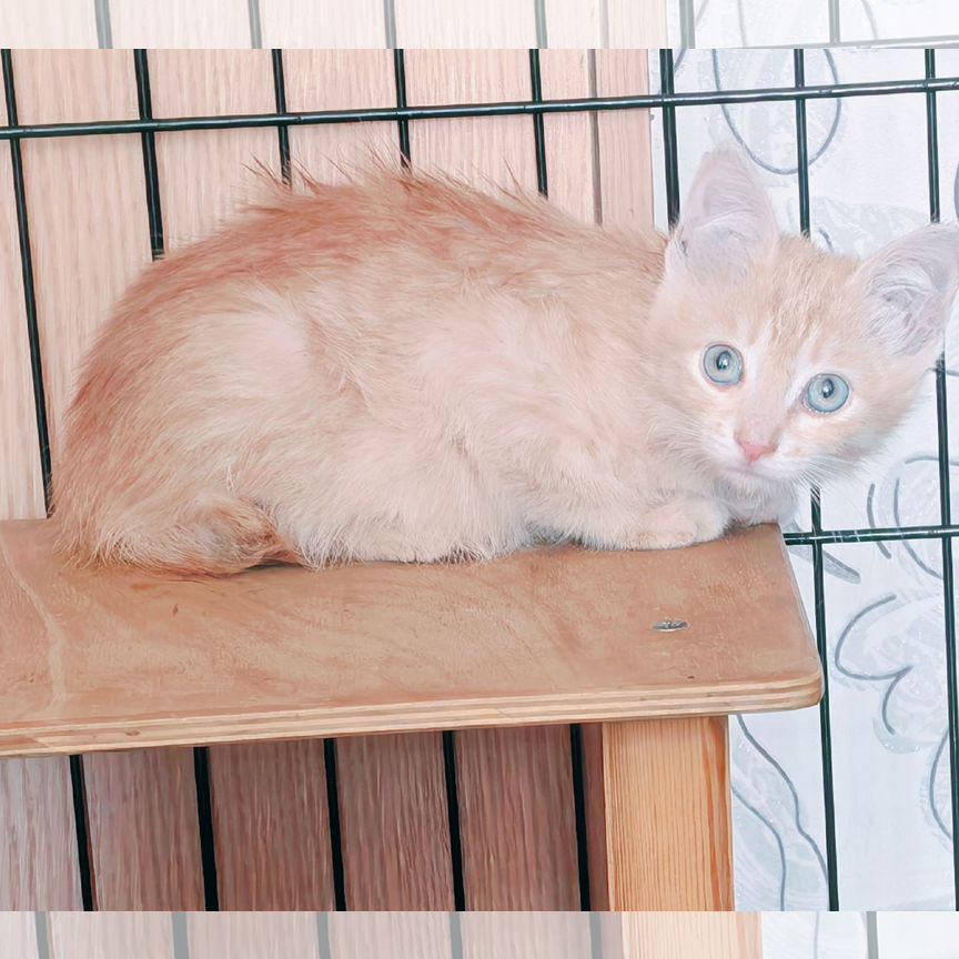 Карельский бобтейл котёнок