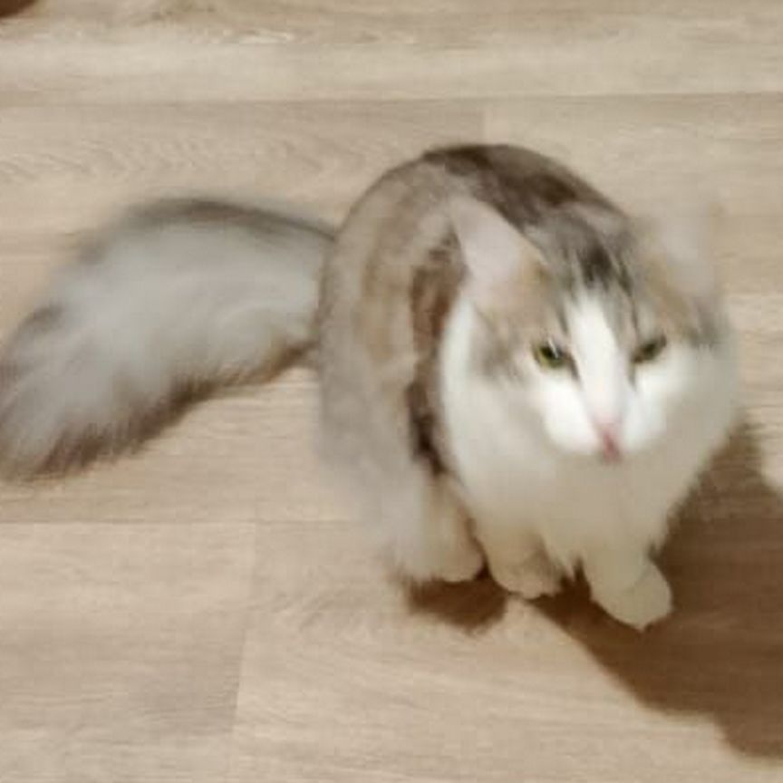 Кот