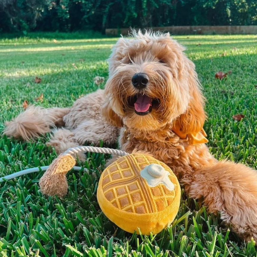 Pet Play Игрушки для питомцев - яичница