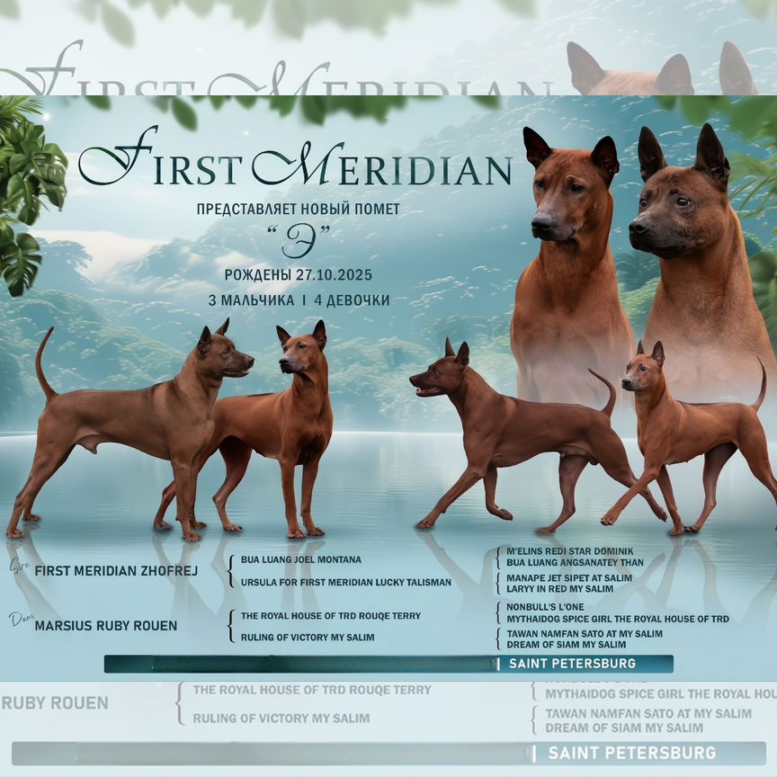 Тайский риджбек, щенок