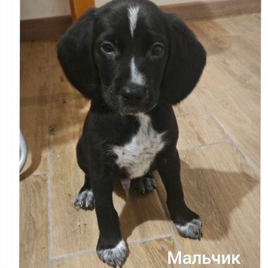 Русский охотничий спаниель, щенок