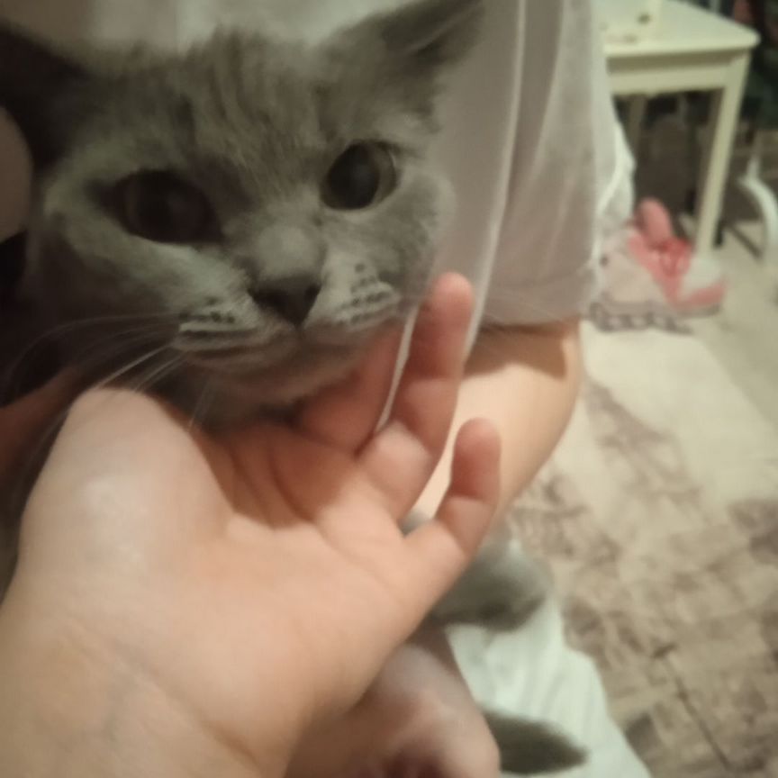 Кот и кошка