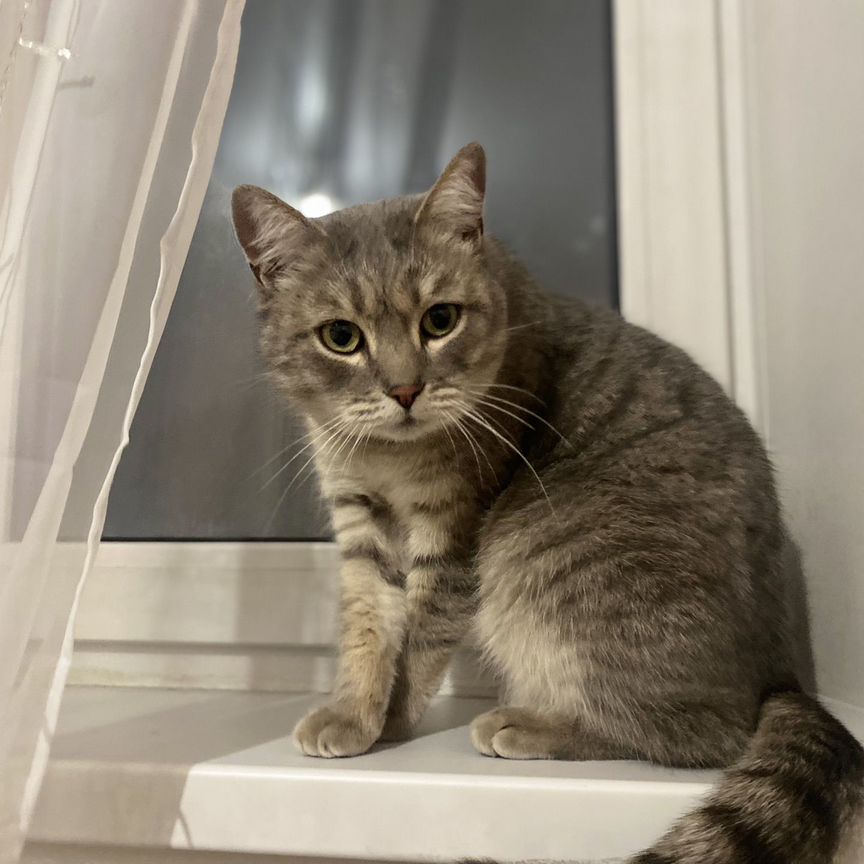 Отдам кота в добрые руки
