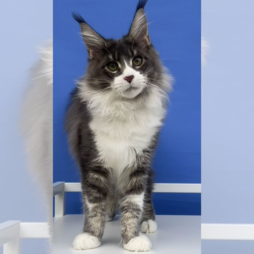 Мейнкун котенок Красавчик