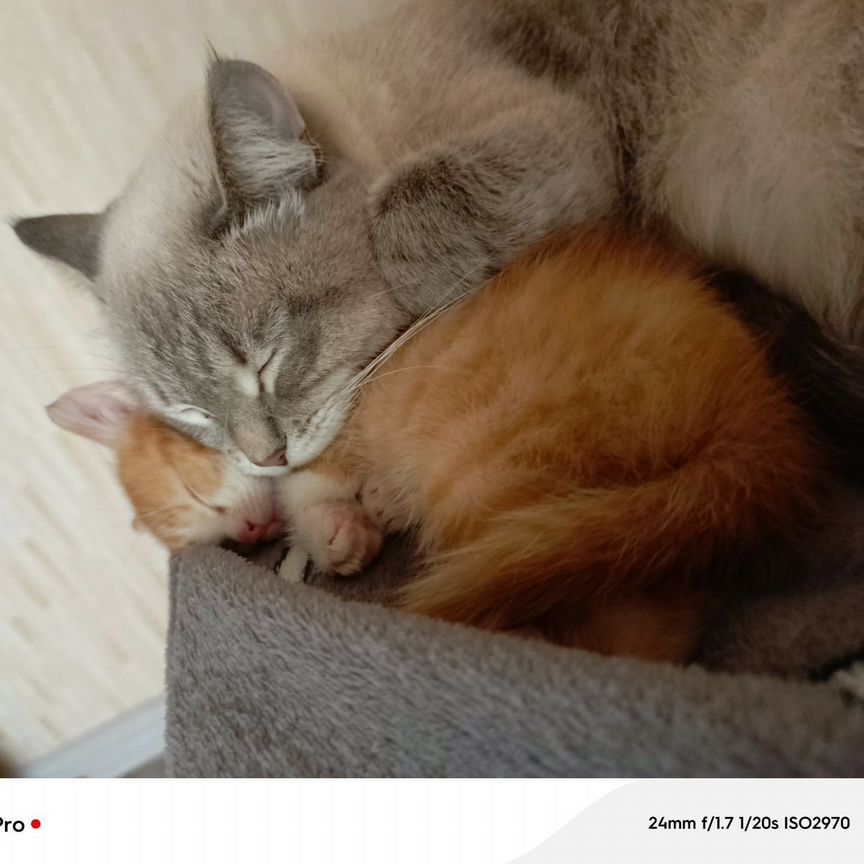 Тайская, взрослая кошка