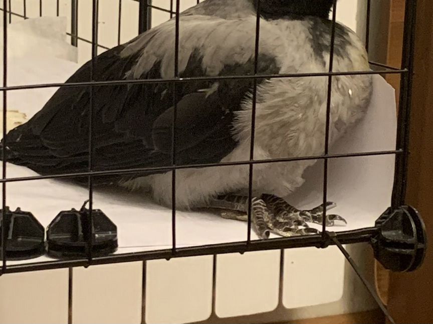 Вороненок Ворона