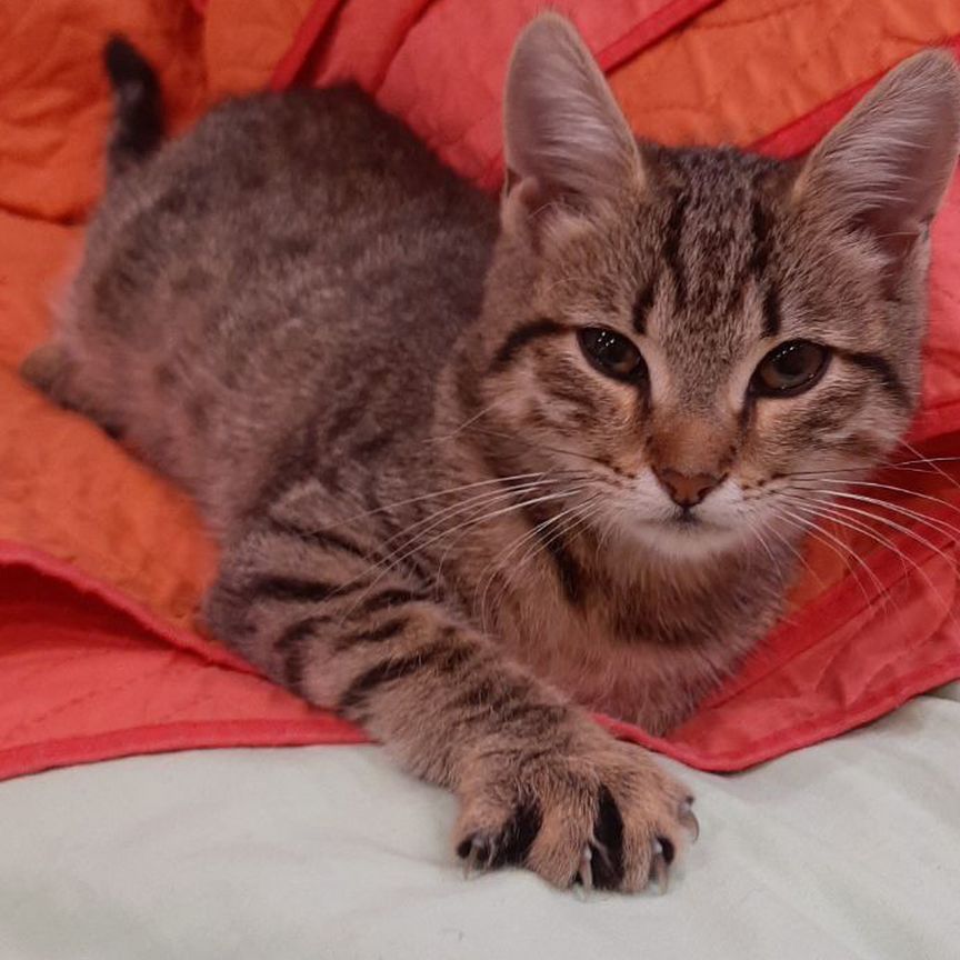 Абиссинский котёнок