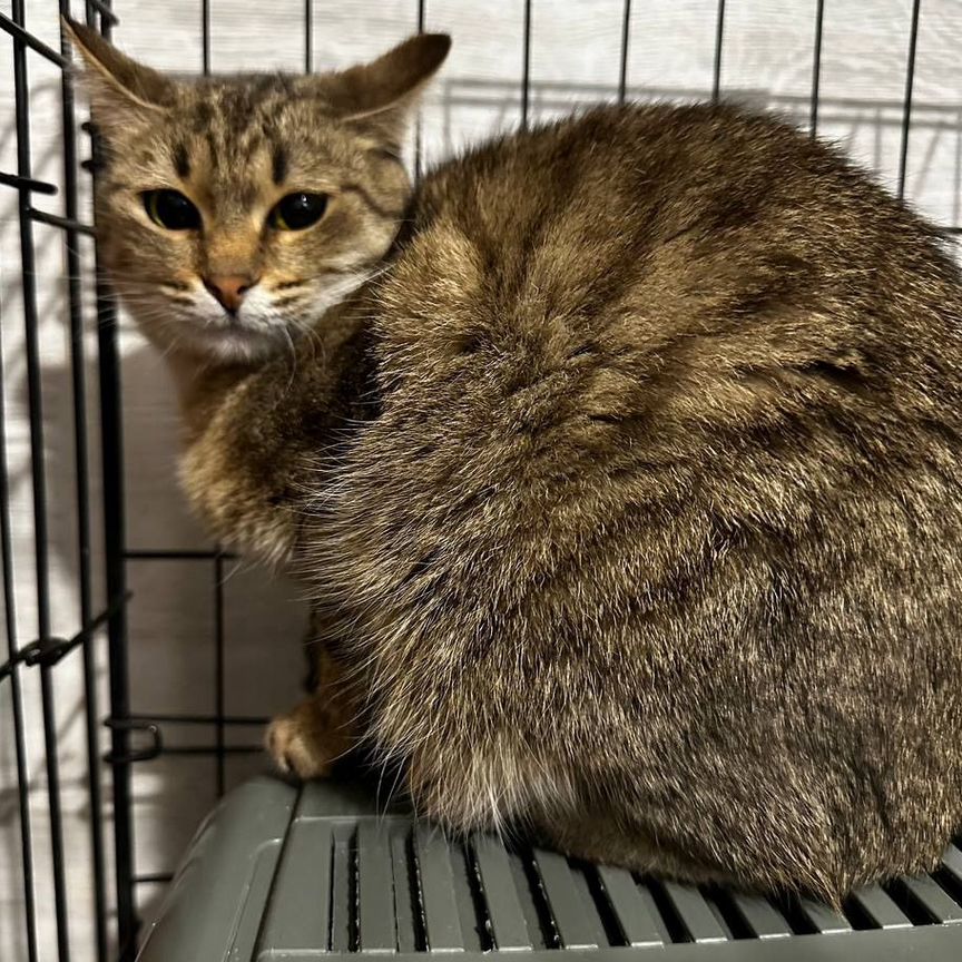 Полосатая кошечка в добрые руки