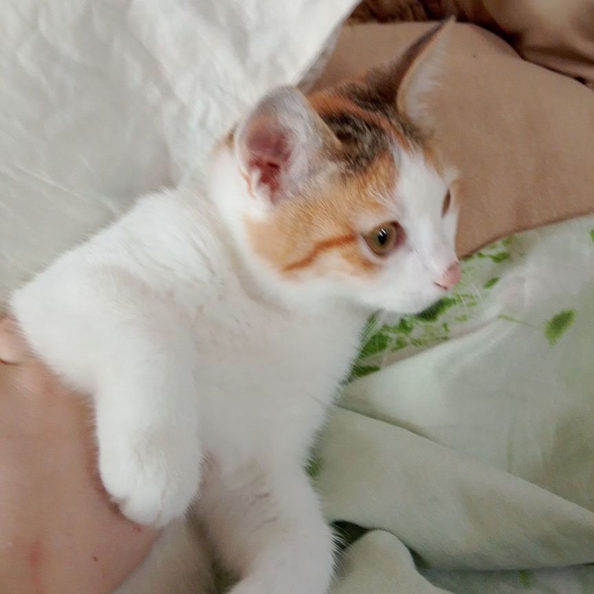 Котёнок 3 месяца девочка
