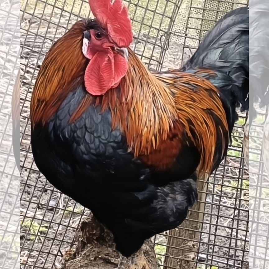 Молодые петухи