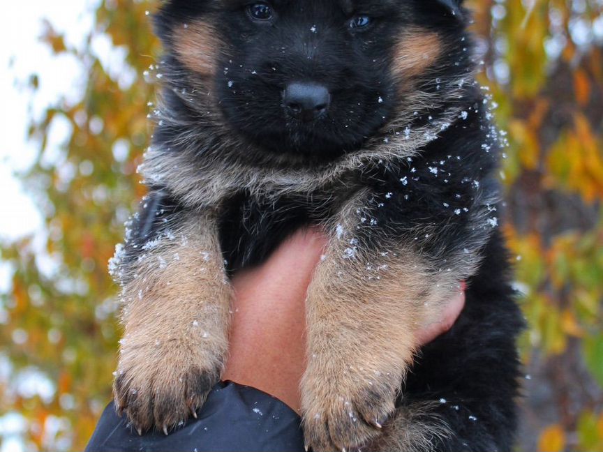 Чистокровные щенки немецкой овчарки