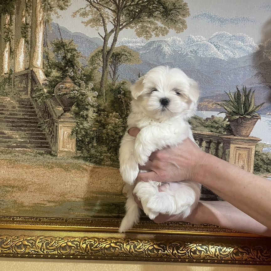 Детки мальтезе