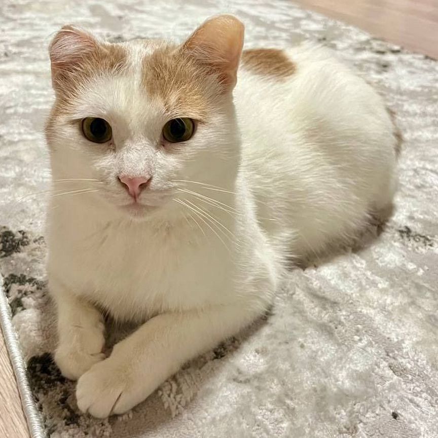 Котенок ищет дом