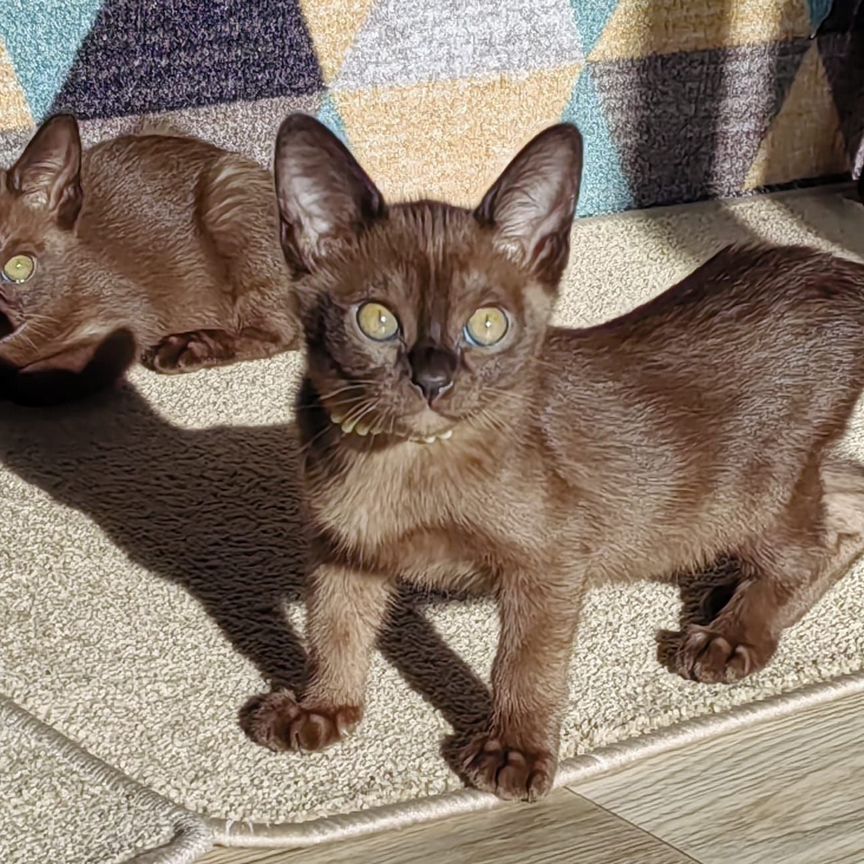 Бурманские коты
