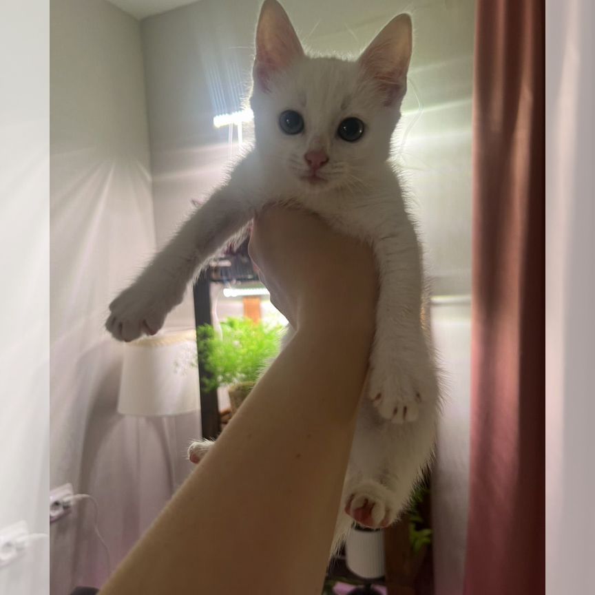 Котенок в добрые руки