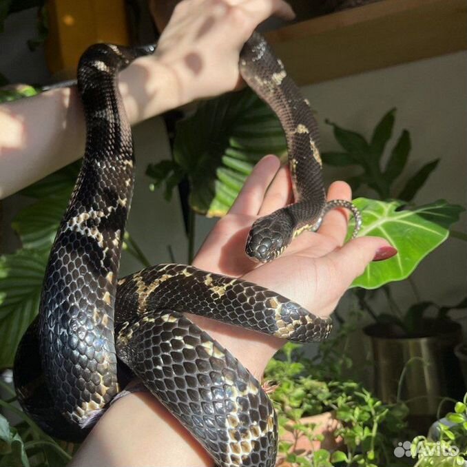 Амурский полоз змея