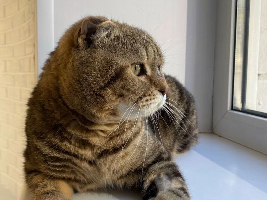 Шотландский кот
